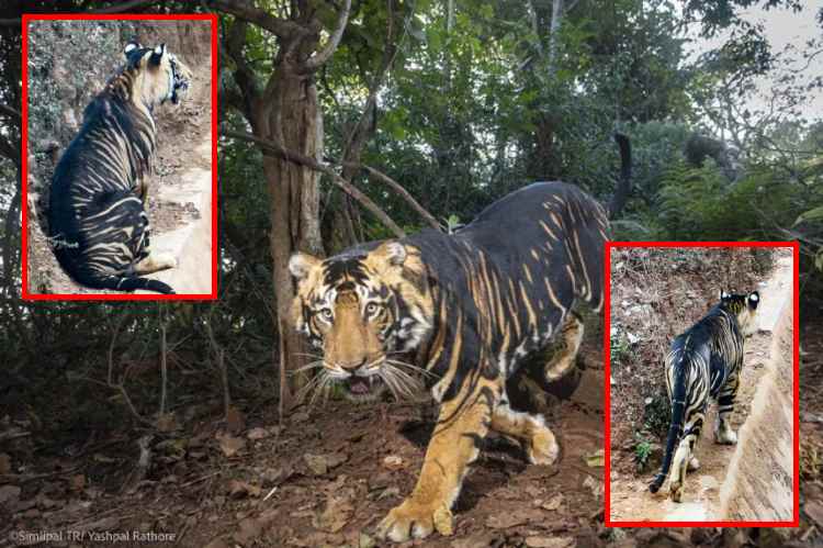 El tigre casi negro que solo existe en un rincón de la India