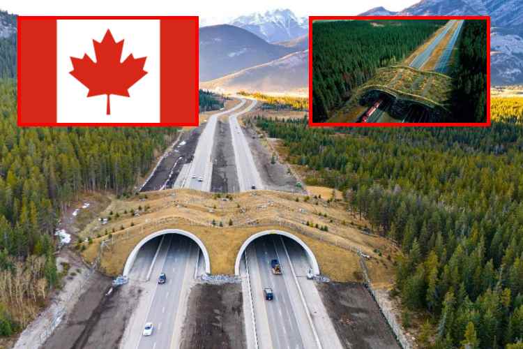 Puentes verdes en Canadá: la ingeniería que salva vidas humanas y ...